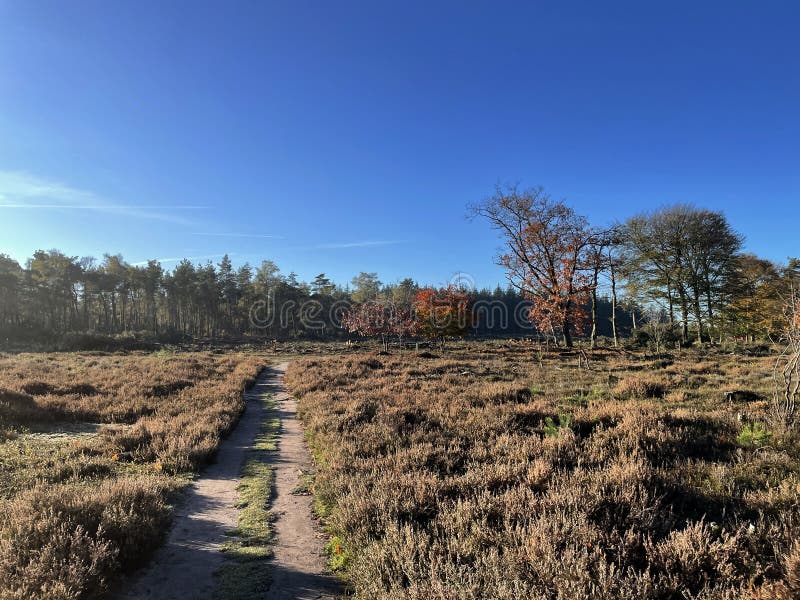 Hiking Path at the Archemerberg Stock Image - Image of sand, heather ...