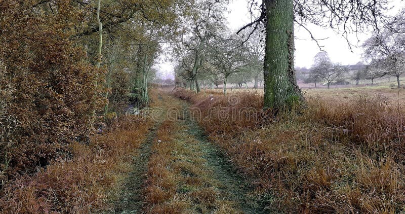 Autumn hiking trail stock photo. Image of forest, trail - 277722000