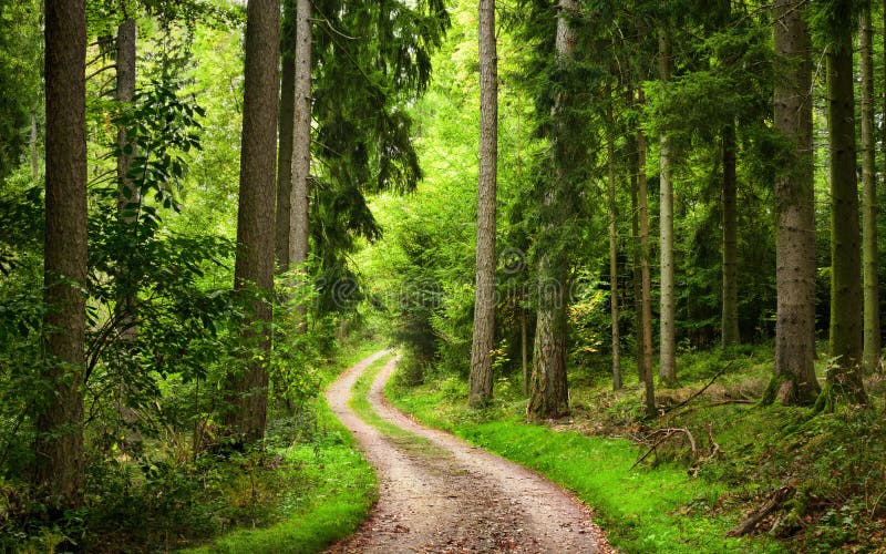 Hiking Path in a Beautiful Green Forest Stock Image - Image of ...