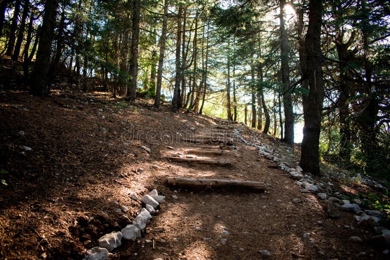 Hiking Path in a Cedar Forest Stock Image - Image of branches, hiking ...