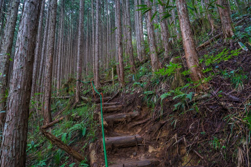 Hiking Path In Coniferous Forest. Pine Trees Trunks And Hiking Path ...