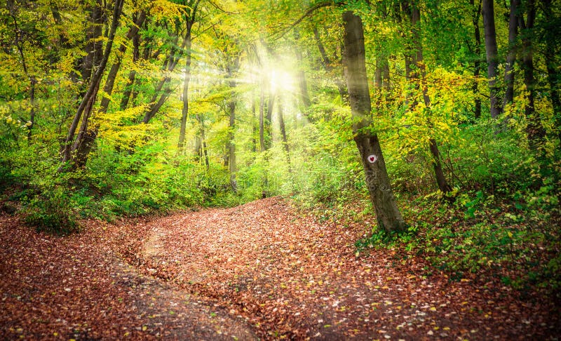 Hiking Path through the Deciduous Forest with Sunrays Stock Photo ...