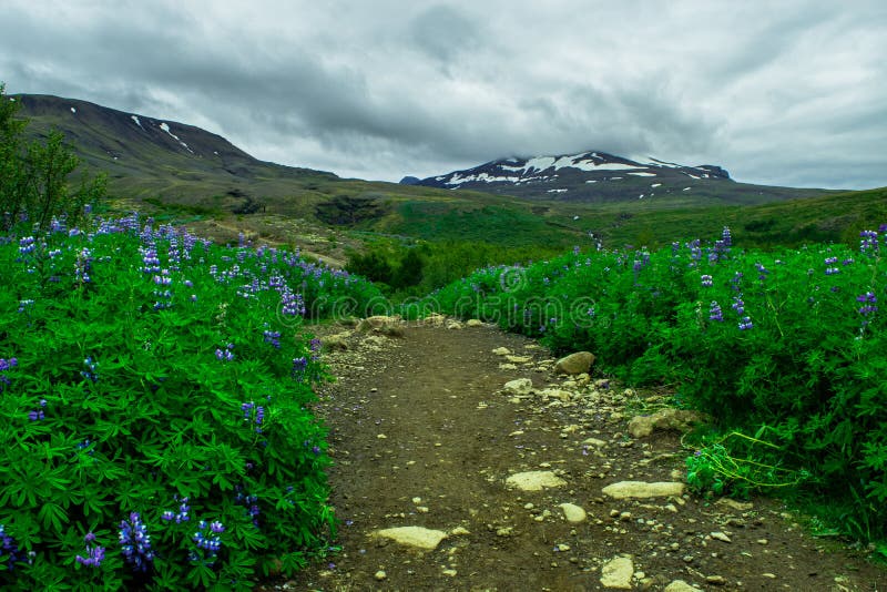 Hiking Path through Field of Flowers Stock Image - Image of mountain ...