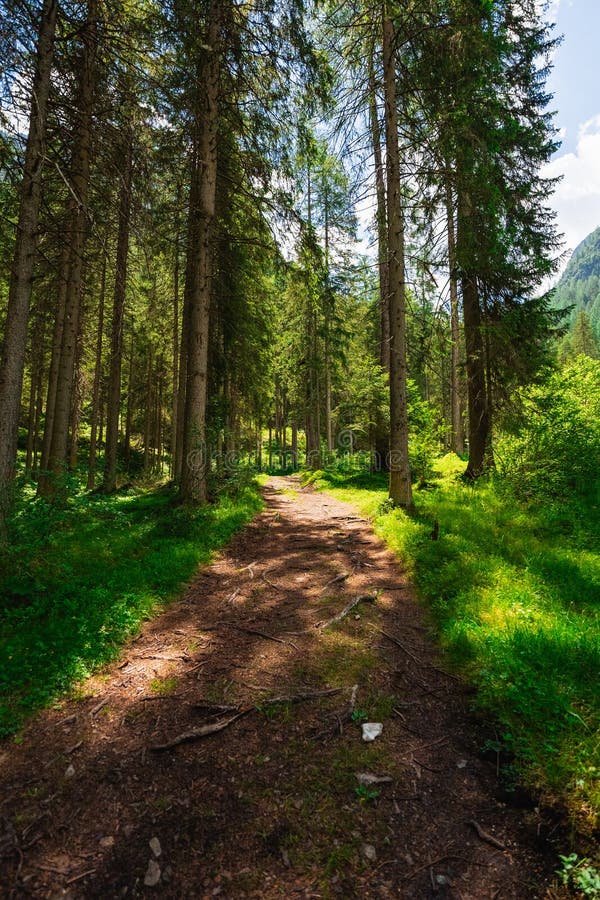 Kforest Stock Photos - Free & Royalty-Free Stock Photos from Dreamstime