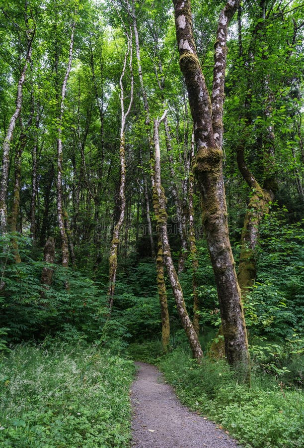 Trees Line a Dirt Trail stock image. Image of rainforest - 122536001