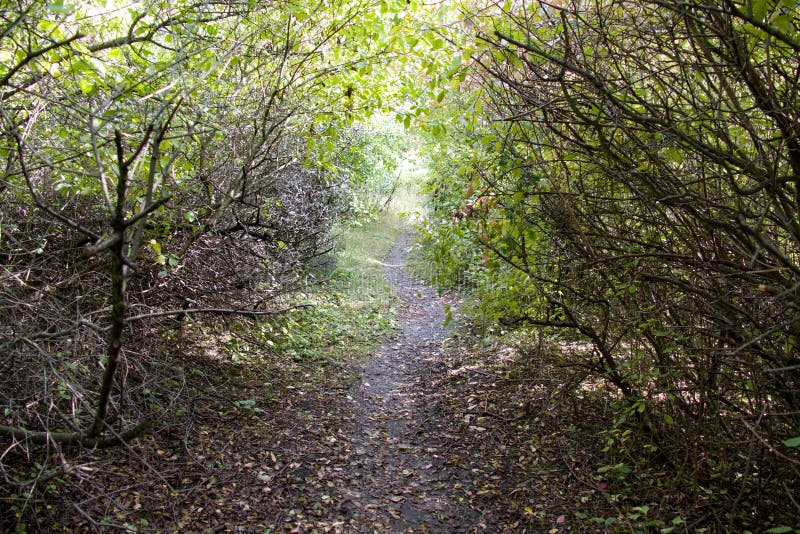 The hidden path stock photo. Image of trekking, tree - 15112462