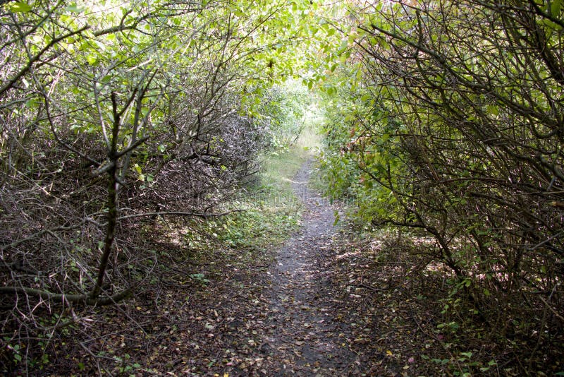 Path Hidden in a Green Bush Stock Image - Image of nature, bushes ...
