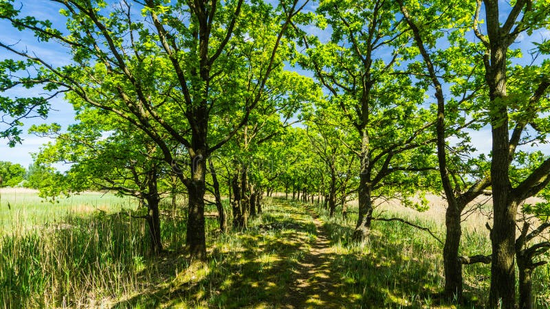 Hiking Trail with Trees and Reed Grass - Landscape Stock Image - Image ...