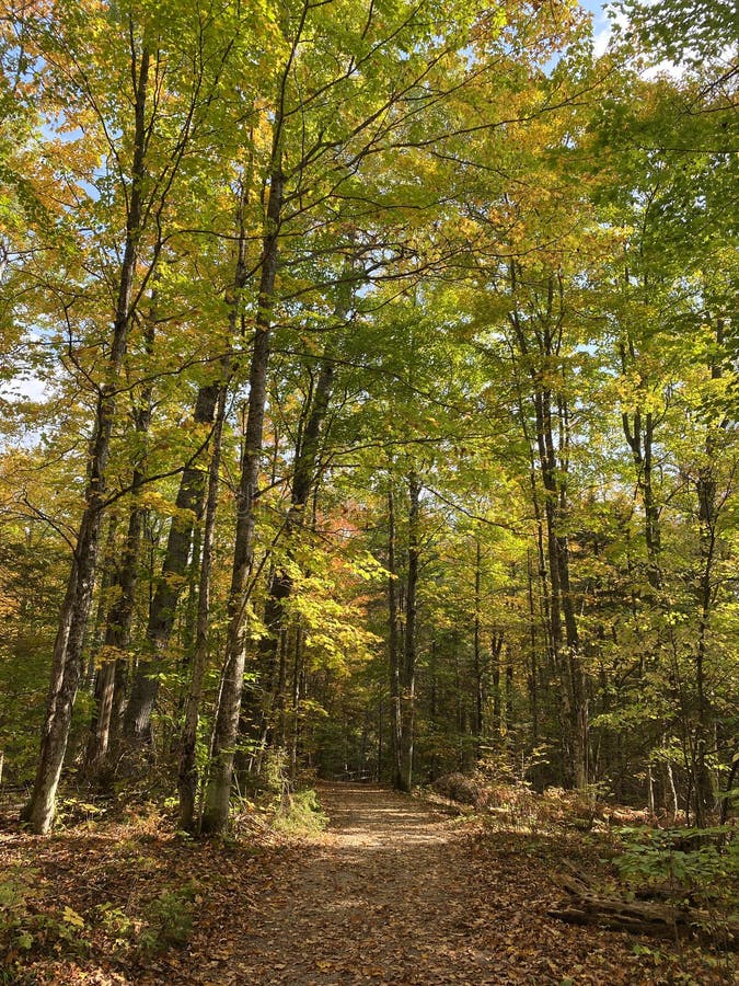 A Hiking Path Leading through a Beech and Maple Forest, with Leaves Changing Colors, in the Fall ...