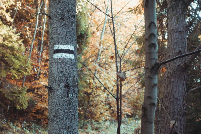 Hiking Path Mark in a Tree in the Forest Stock Photo - Image of forest ...