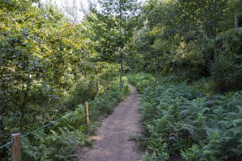 Hiking Path in the Middle of a Dense Oak Forest Stock Photo - Image of ...