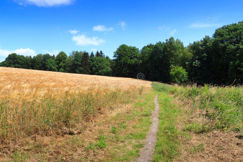 Hiking Path Next To Grain Field in Saxon Switzerland Stock Image ...