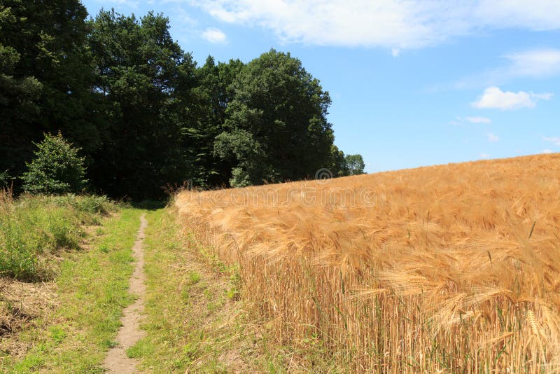 Hiking Path Next To Grain Field in Saxon Switzerland Stock Photo ...