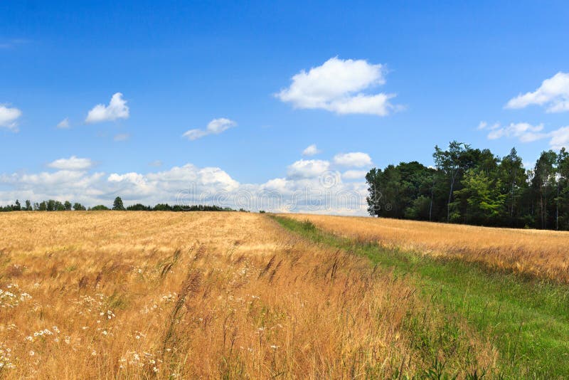Hiking Path Next To Grain Field in Saxon Switzerland Stock Photo ...