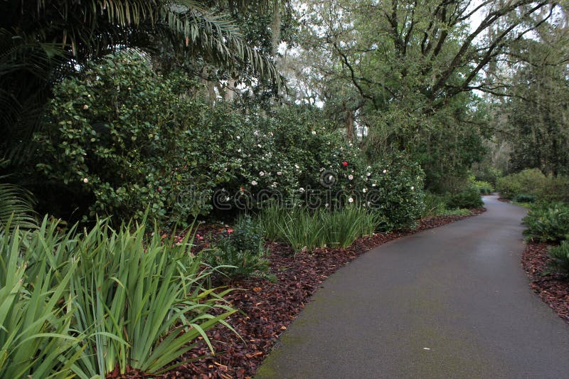 Nice Hiking Path with Bushes on the Side Blooming Stock Image - Image ...