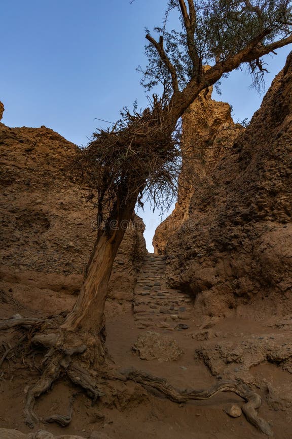 The Hiking Path with an Old Tree in the Sesreim Gorge, Namibia Stock ...