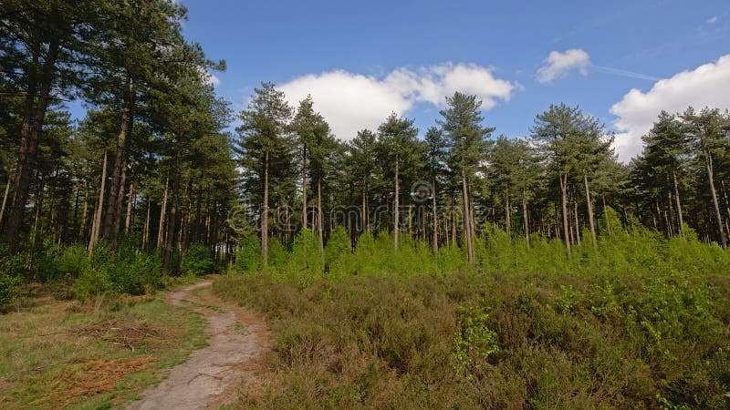 Hiking Path through a Spruce Forest in Kalmthout Heath Stock Photo ...