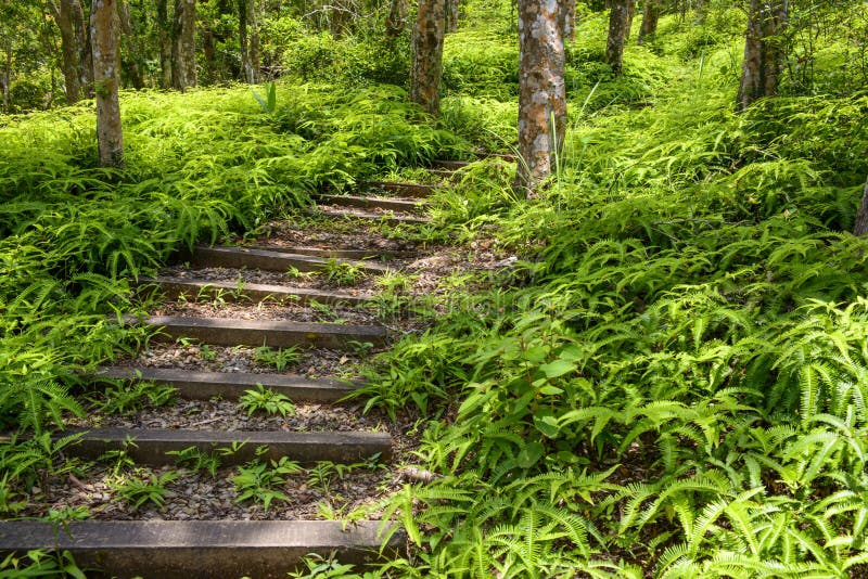 Hiking Path Surrounded by Ferns and Trees Stock Photo - Image of forest ...