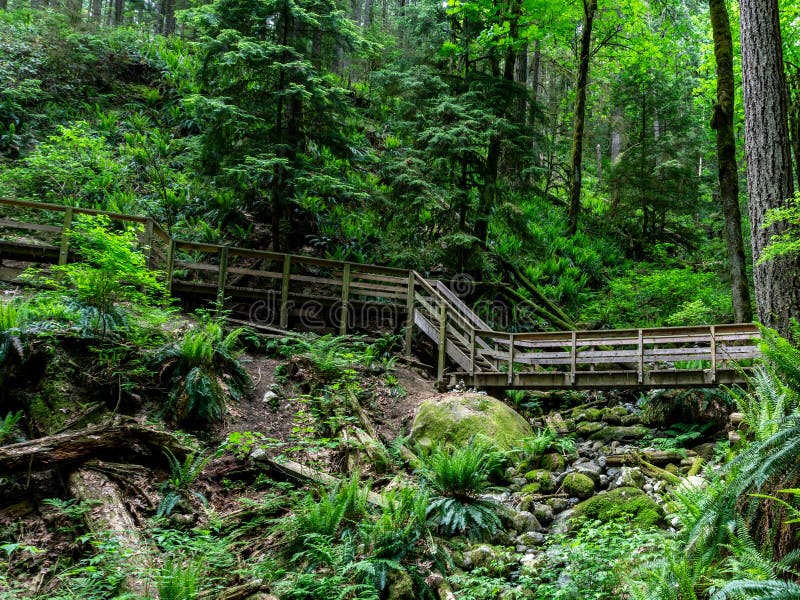 Hiking Path Trough Green Forest of in Early Spring Stock Image - Image ...