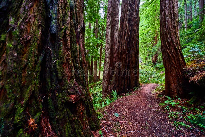 Hiking Path Winding Around Redwood Trees in Forest Stock Image - Image ...