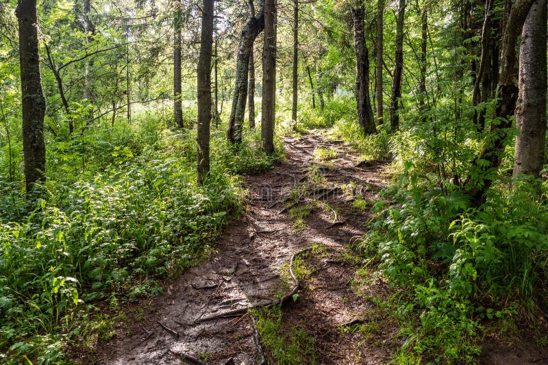Hiking on Path in the Woods Stock Photo - Image of natural, empty ...