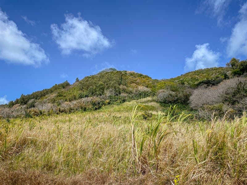 Hiking Paths through Fields of Sugar Cane, Grand River South East ...