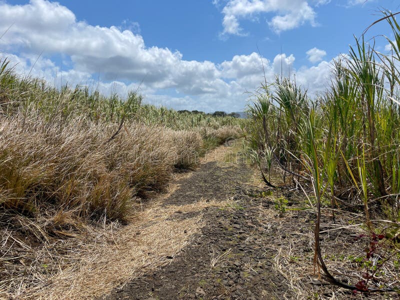 Hiking Paths through Fields of Sugar Cane, Grand River South East ...