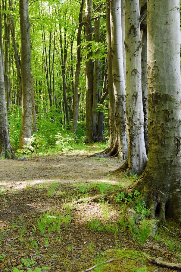Hiking Paths Wind among the Beech Trees Stock Image - Image of spring ...