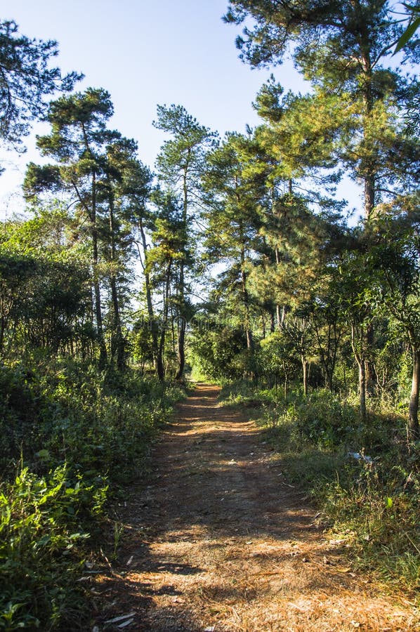 The hiking pathway scenery stock photo. Image of leisure - 82573080