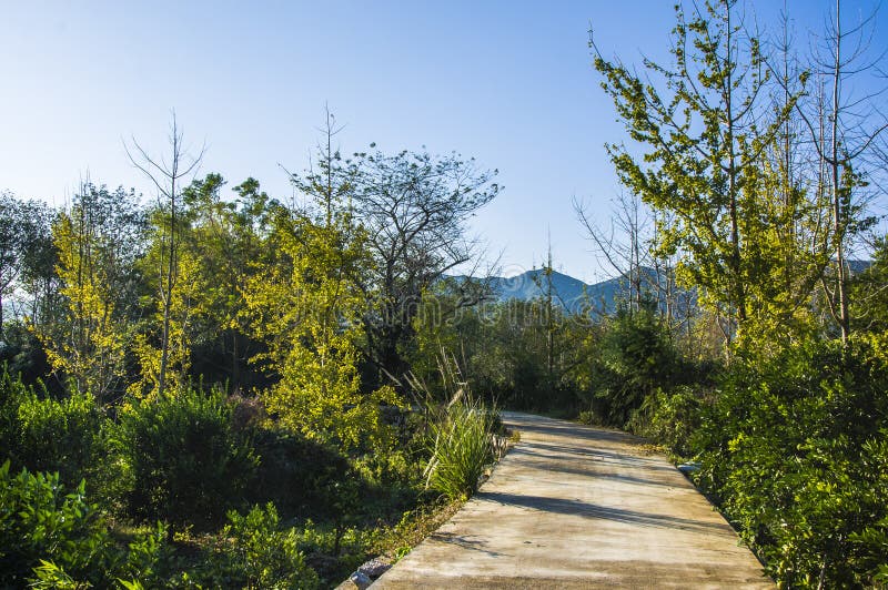 The hiking pathway scenery stock photo. Image of environment - 82573316