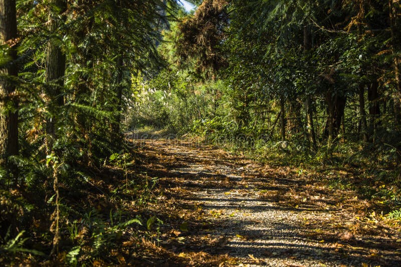 The hiking pathway scenery stock image. Image of environment - 82573927