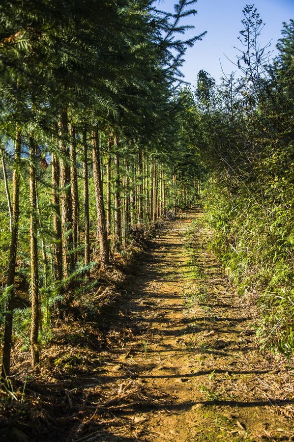 The hiking pathway scenery stock image. Image of pathway - 82573945
