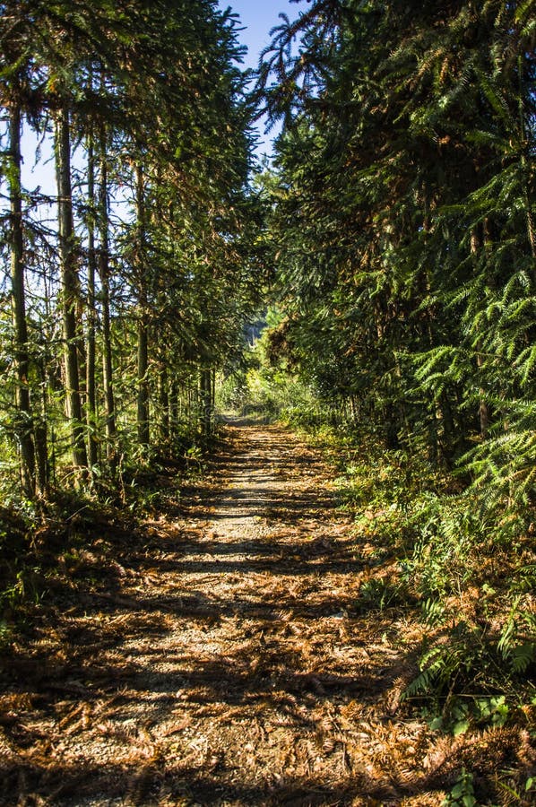 The hiking pathway scenery stock photo. Image of scene - 82574332