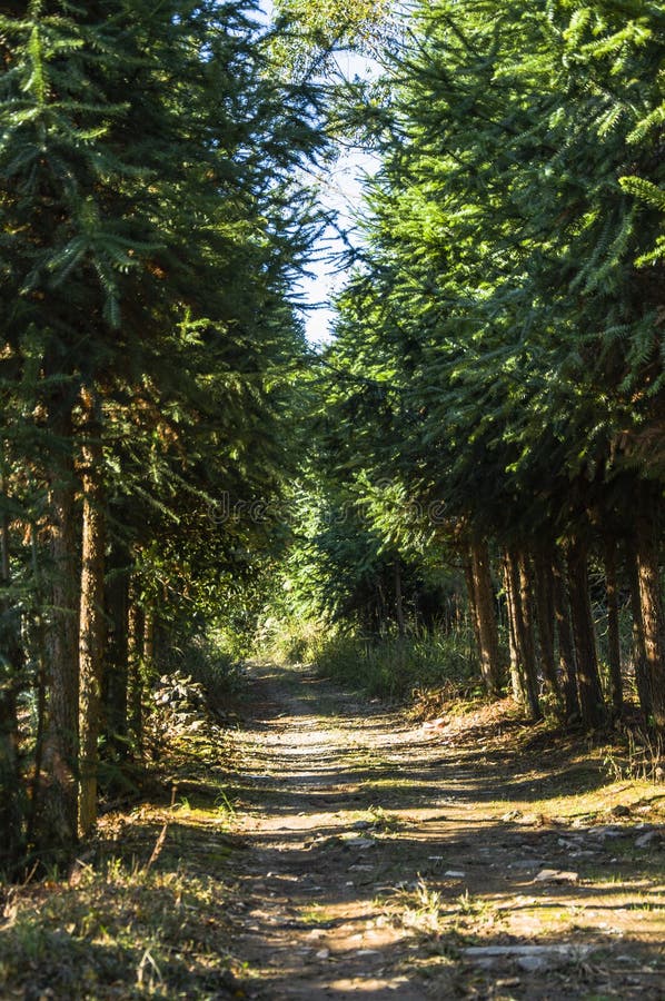 The hiking pathway scenery stock image. Image of scene - 82583575