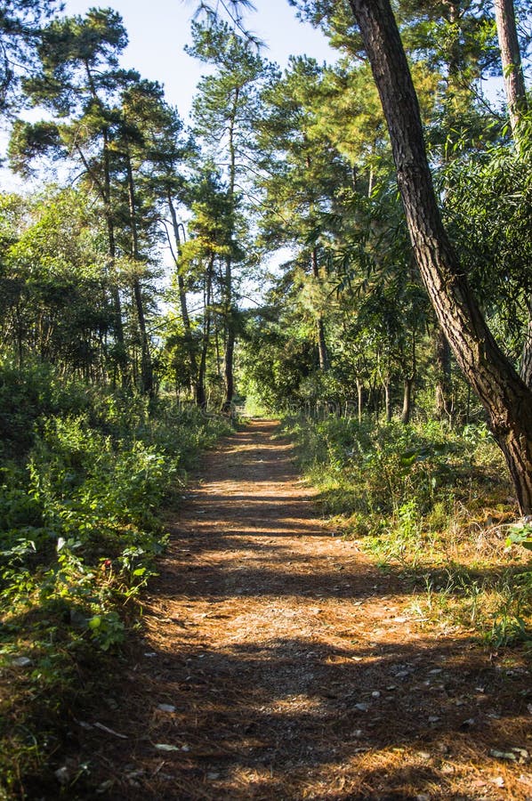 The hiking pathway scenery stock photo. Image of scene - 82585094