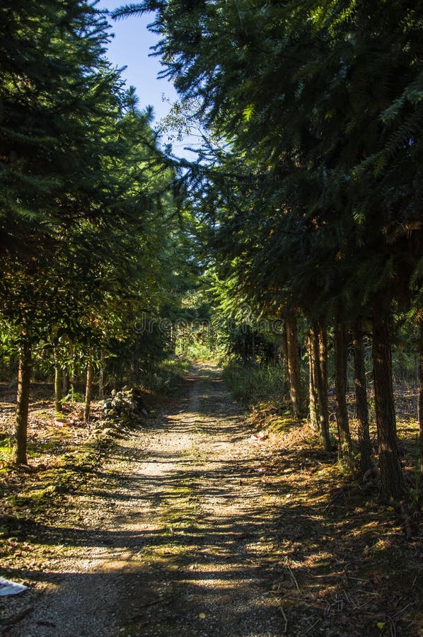 The hiking pathway scenery stock photo. Image of scene - 82574332