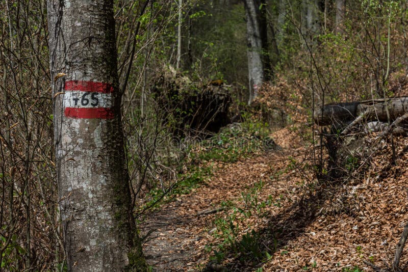 Hiking Sign at a Tree on a Trail Stock Photo - Image of journal, beetle ...