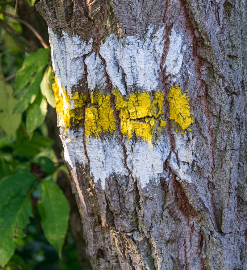 Hiking Sign on a Tree Trunk Stock Photo - Image of following, path ...