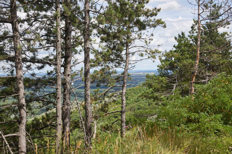 Hiking in Summer, Pine Trees Stock Photo - Image of view, path: 279796298