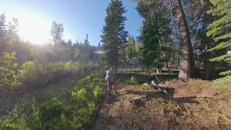 Hiking in Sunny Yosemite Forest Stock Footage - Video of outdoors ...