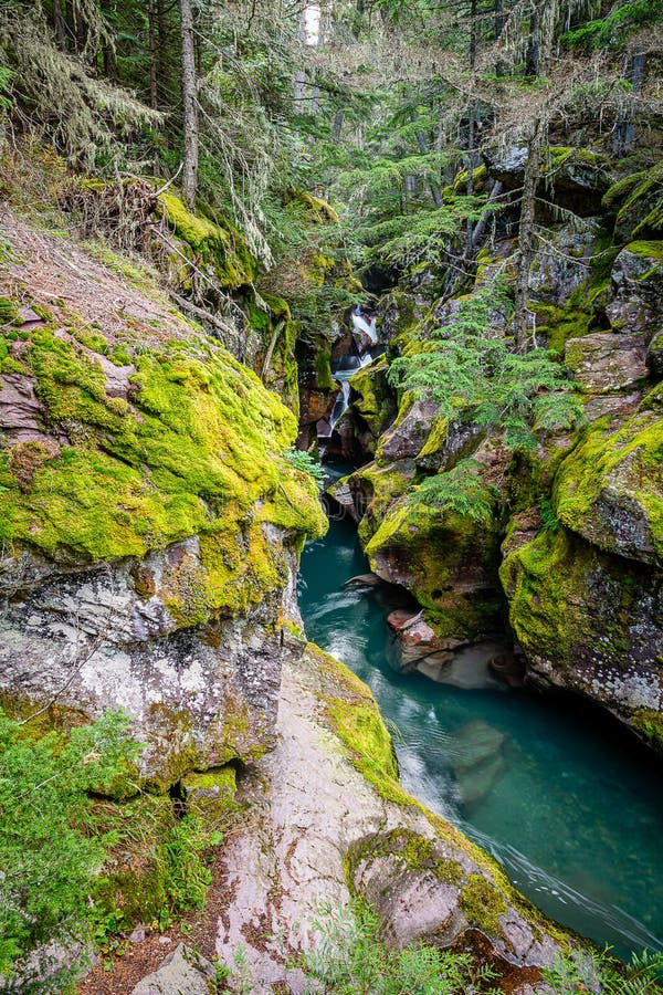 Trail Of The Cedars And Avalanche Lake Hike In Glacier National Park