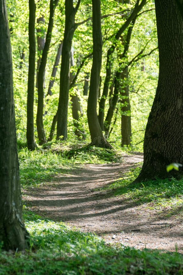 Bicycle Trail in the Spring Forest Stock Image - Image of weekend ...