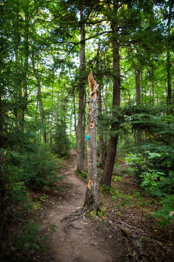 Hiking Track with Tall Trees in the Forest Stock Photo - Image of ...
