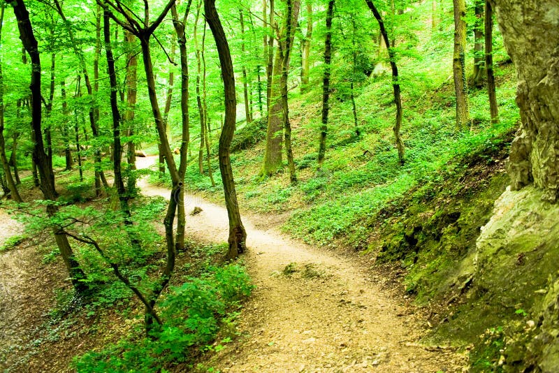 Forest Trail in Spring stock photo. Image of nature, exercise - 142026