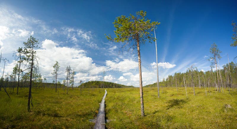 Wooden Hiking Trail through Bog Stock Photo - Image of barren, lapland ...