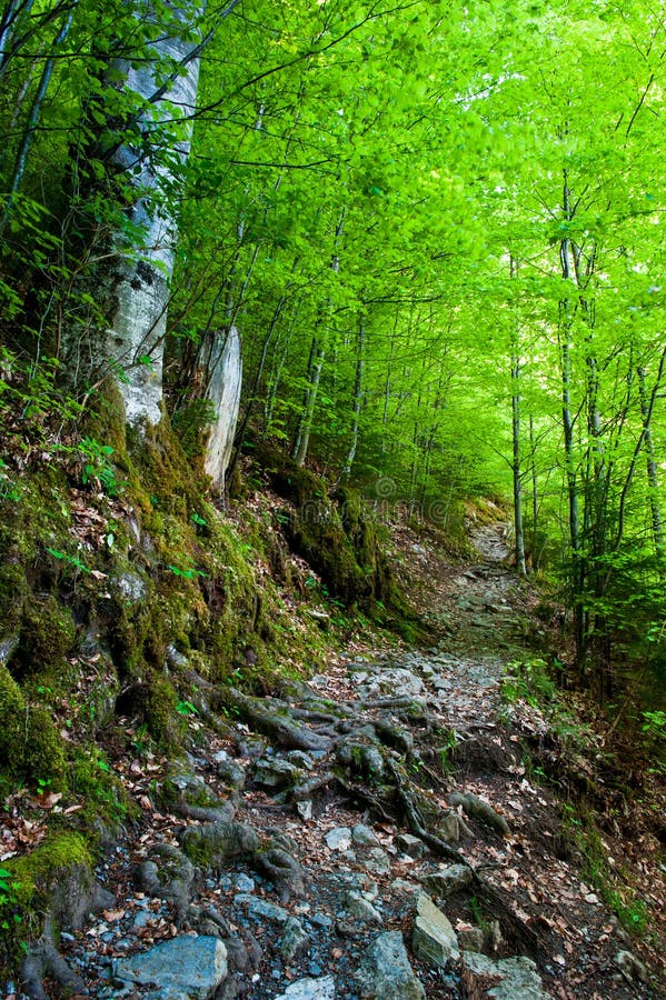 Hiking trail stock image. Image of green, fresh, light - 24820895