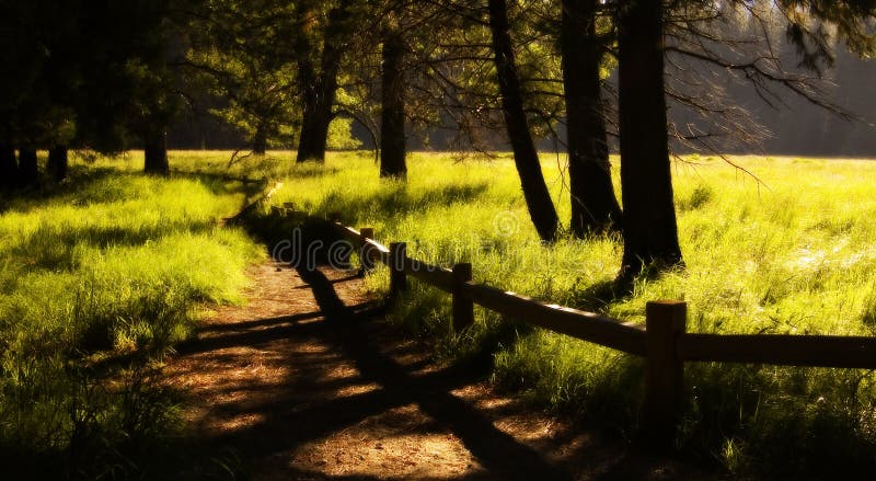 Green grapes stock photo. Image of grow, fruit, bokeh - 3548814