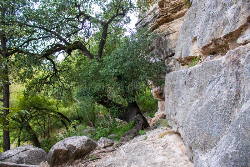 Hiking Trail Along a Cliff Wall with a Sprawling Oak Tree Stock Photo ...