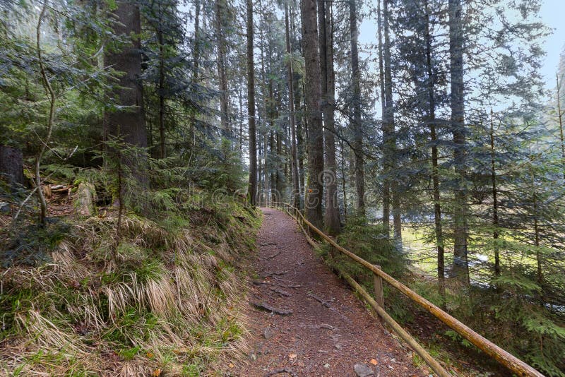 Hiking Trail Along Trees in Spring Stock Photo - Image of grass ...
