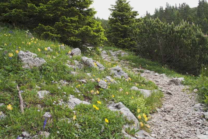 Alpine trees stock photo. Image of alpine, vegetation - 51124586